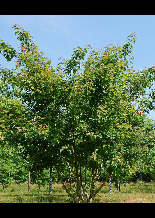 Acer ginnala – Pépinière Jasmin