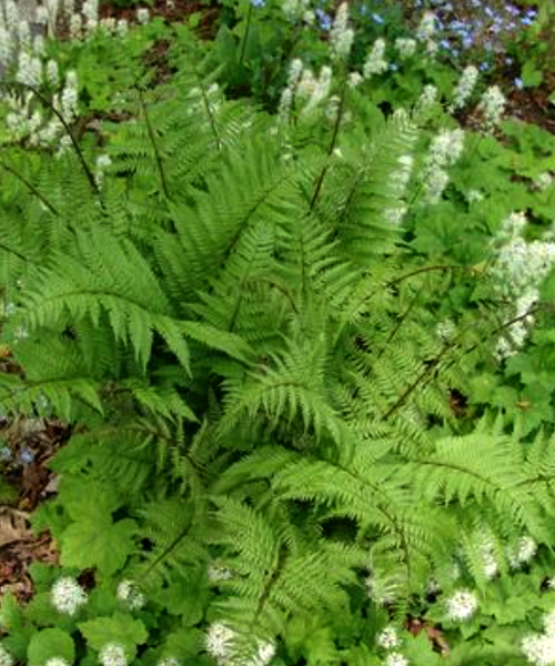 Athyrium angustum forma rubellum – Pépinière Jasmin