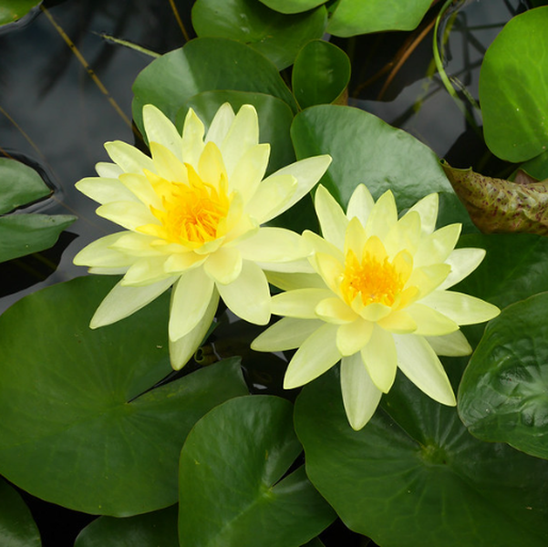 Nymphaea – Pépinière Jasmin