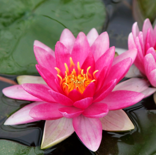 Nymphaea – Pépinière Jasmin