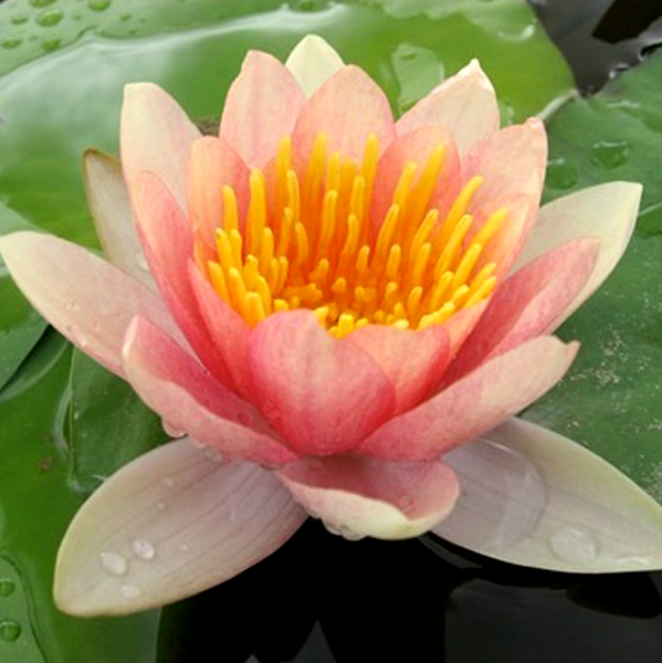 Nymphaea – Pépinière Jasmin