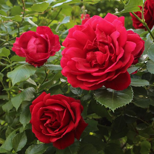 Rosa ‘Queen Elizabeth’ – Pépinière Jasmin