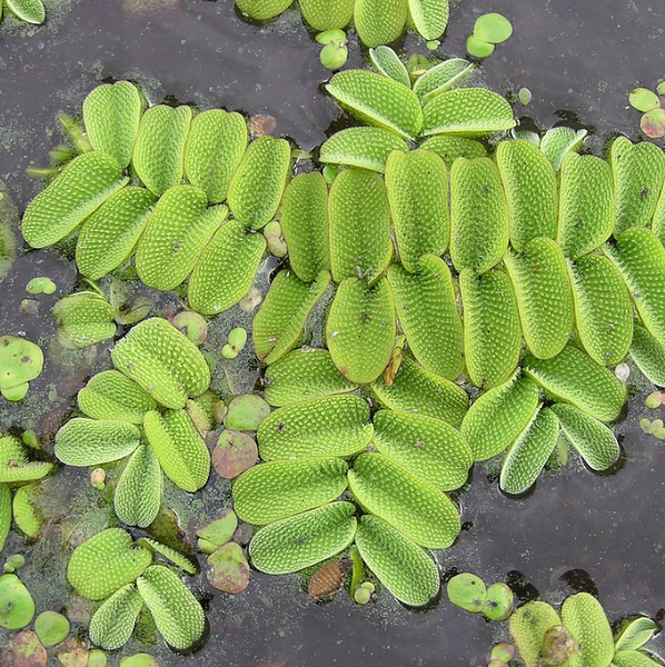 Salvinia sp. – Pépinière Jasmin