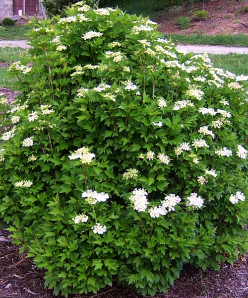 Viburnum trilobum – Pépinière Jasmin