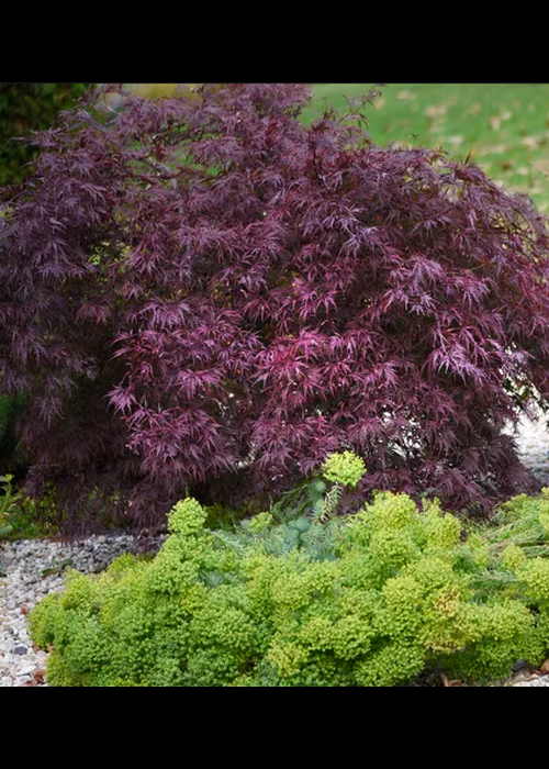 Acer Palmatum Red Dragon