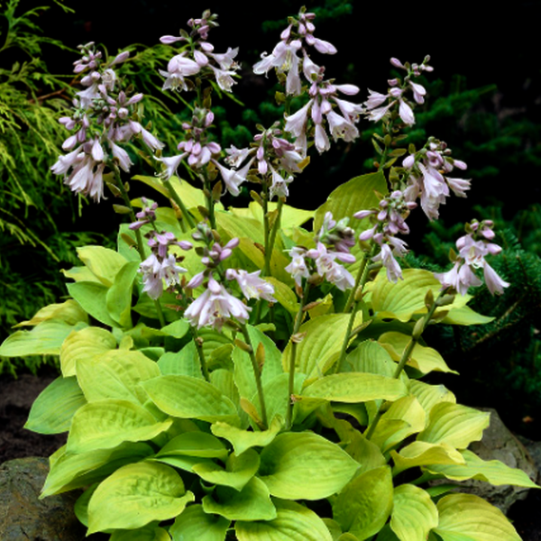 Hosta ‘August Moon’ – Pépinière Jasmin