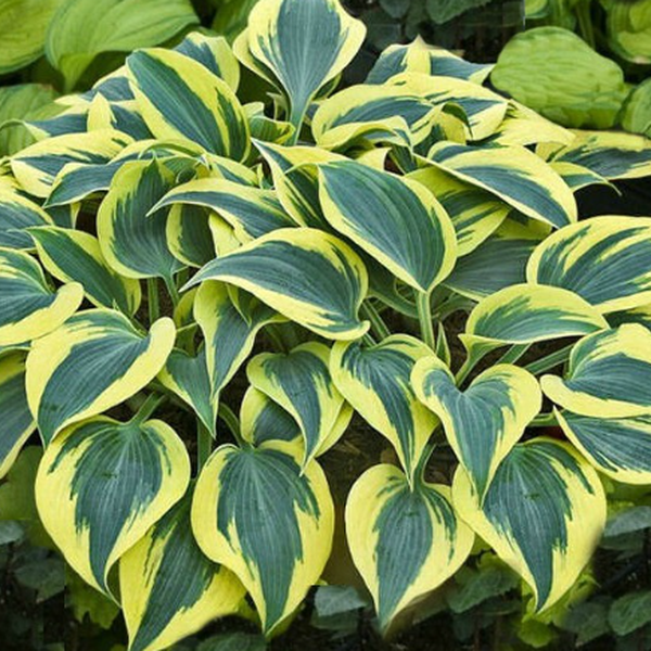 Hosta ‘Autumn Frost’ – Pépinière Jasmin