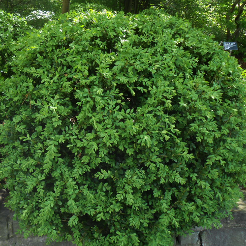 Ligustrum amurense – Pépinière Jasmin