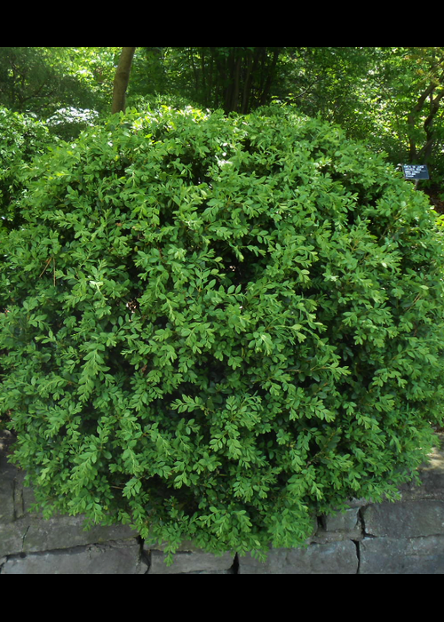 Buxus x – Pépinière Jasmin