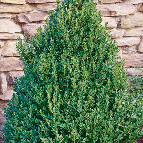 Ligustrum amurense – Pépinière Jasmin