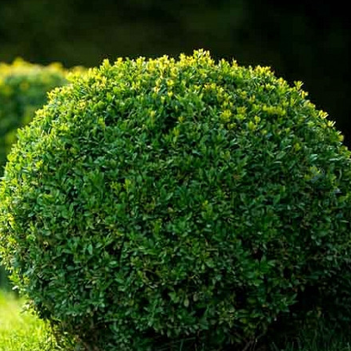 Potentilla fruticosa – Pépinière Jasmin