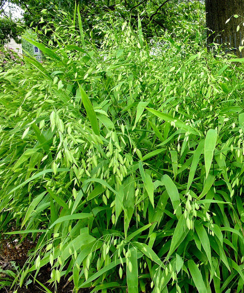 Chasmanthium latifolium – Pépinière Jasmin