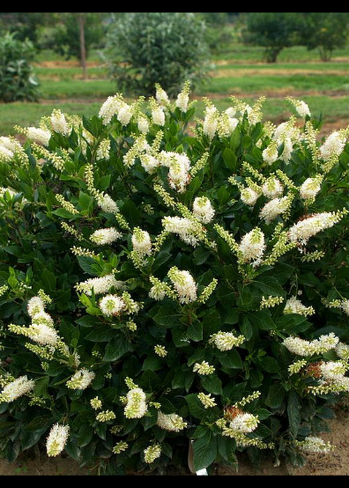 Clethra alnifolia – Pépinière Jasmin