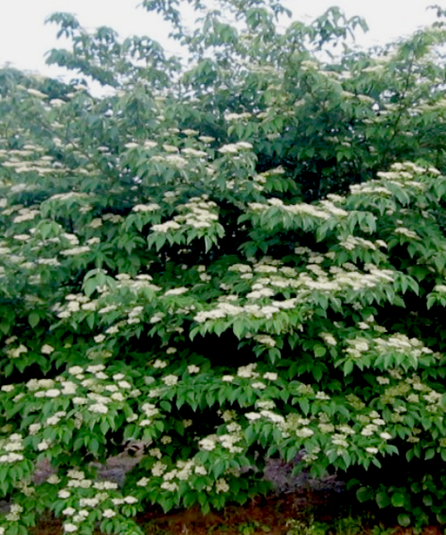 Cornus alternifolia – Pépinière Jasmin