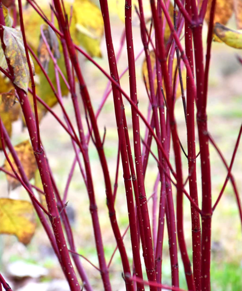 Cornus sericea – Pépinière Jasmin