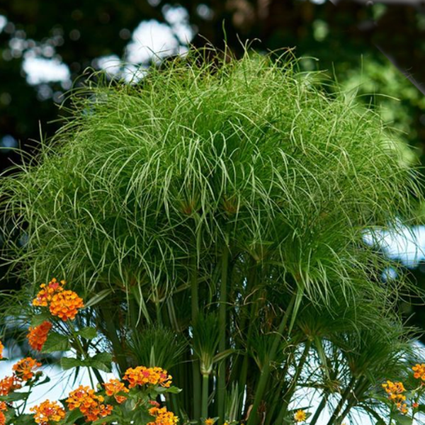 Cyperus papyrus – Pépinière Jasmin