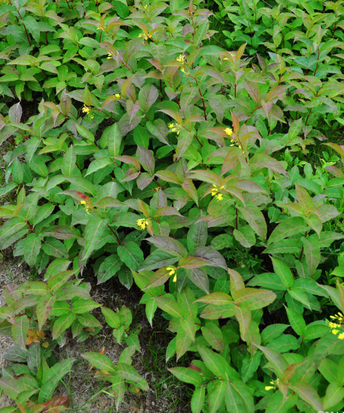 Diervilla lonicera – Pépinière Jasmin