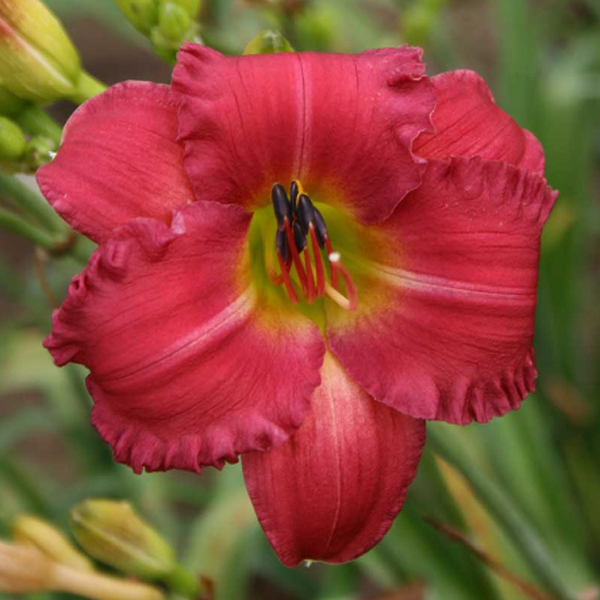 Hemerocallis ‘Earlybird Cardinal’ – Pépinière Jasmin