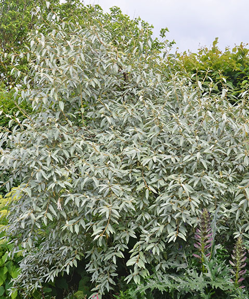 Elaeagnus angustifolia – Pépinière Jasmin