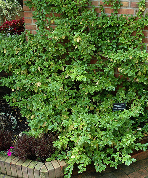 Ivory Jade Euonymus