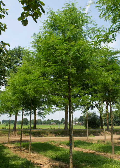 Gleditsia triacanthos – Pépinière Jasmin