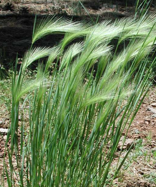 Hordeum Jubatum