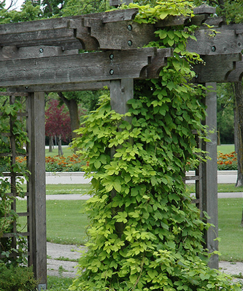 Humulus lupulus – Pépinière Jasmin