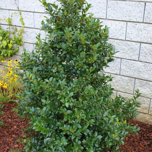 Cotoneaster acutifolia – Pépinière Jasmin