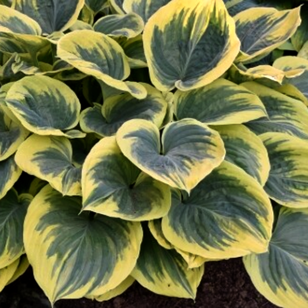 Hosta ‘Liberty’ – Pépinière Jasmin