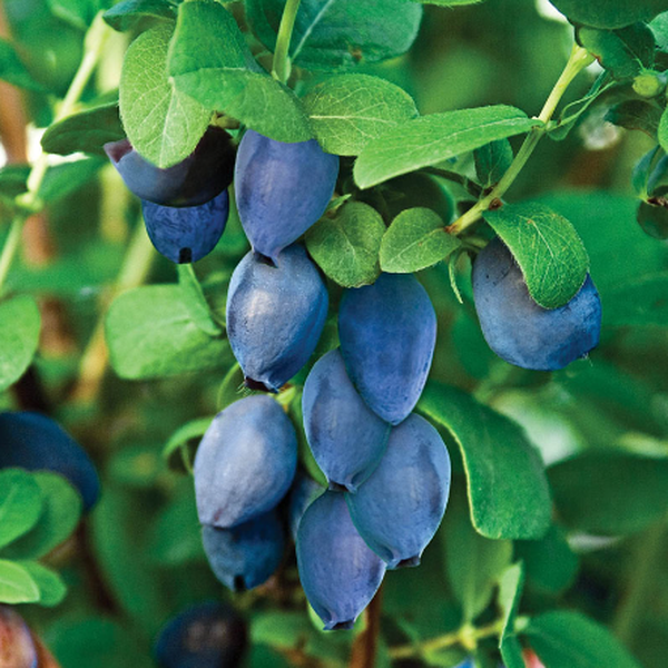 Lonicera caerulea ‘Borealis’ – Pépinière Jasmin