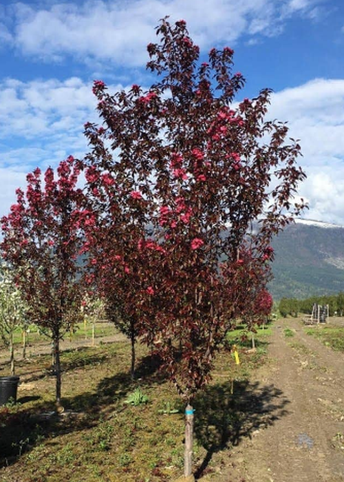 Malus – Pépinière Jasmin