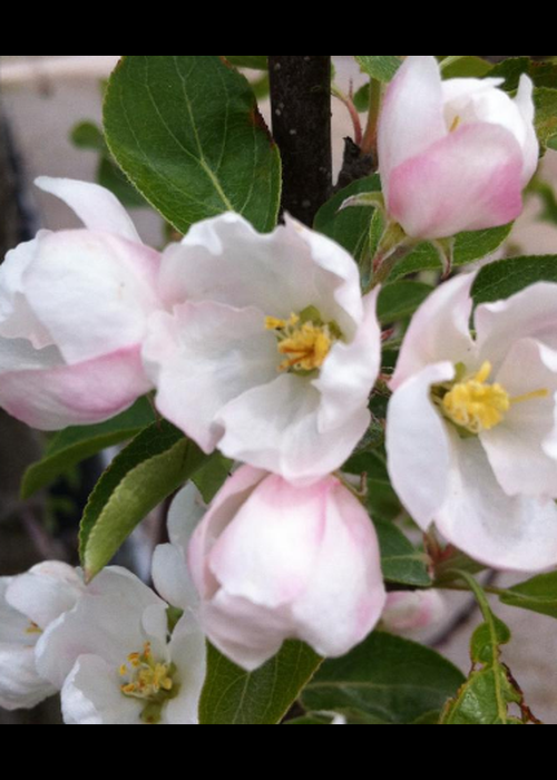 Malus – Pépinière Jasmin