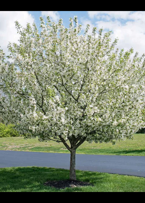 Malus x – Pépinière Jasmin