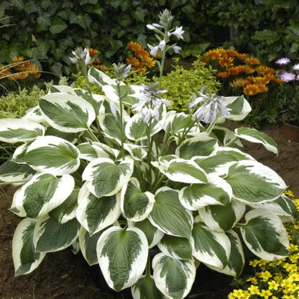 Hosta ‘Minuteman’ – Pépinière Jasmin