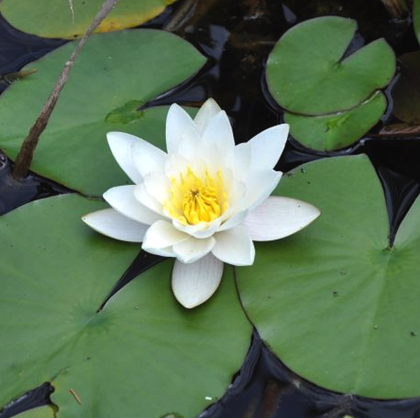 Nymphaea – Pépinière Jasmin