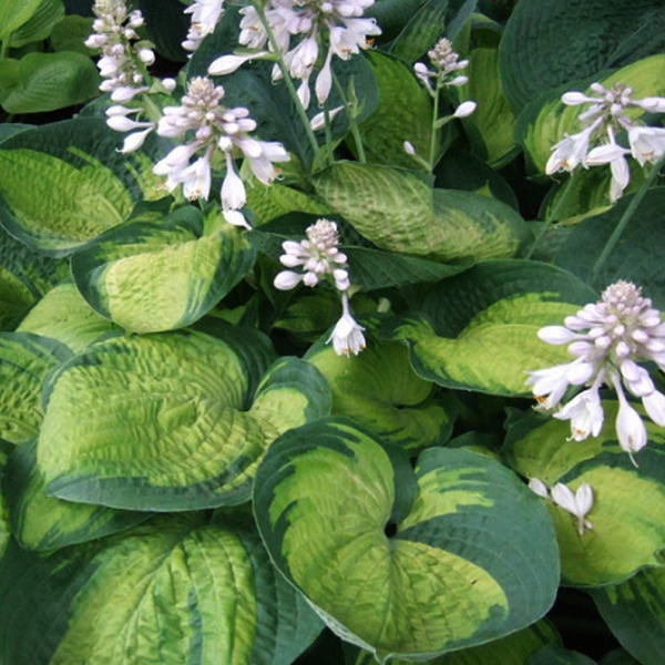 Hosta ‘Paradigm’ – Pépinière Jasmin