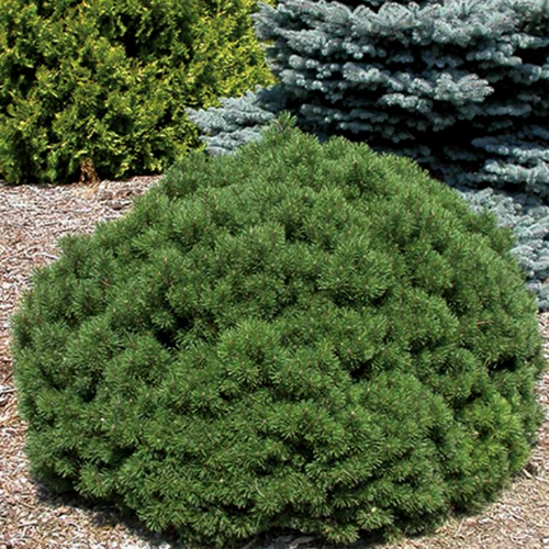 Picea omorika – Pépinière Jasmin