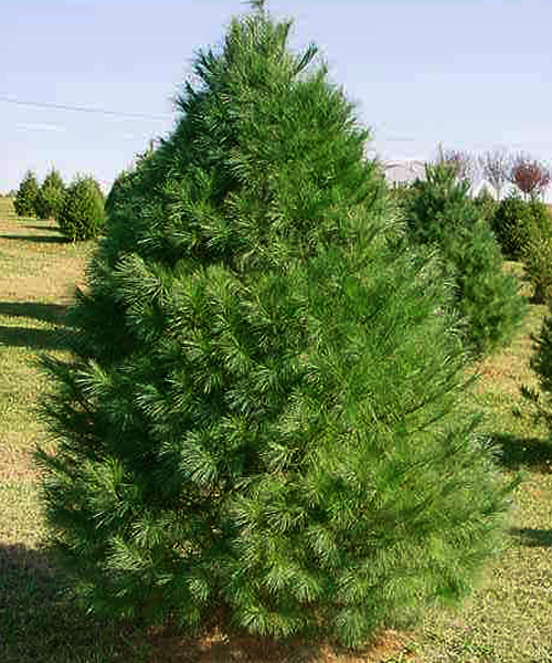 Pinus strobus – Pépinière Jasmin
