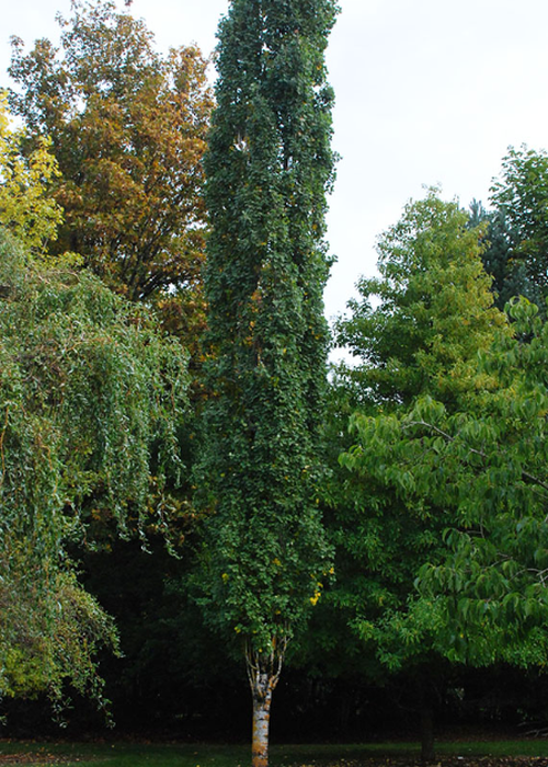 Populus tremula – Pépinière Jasmin