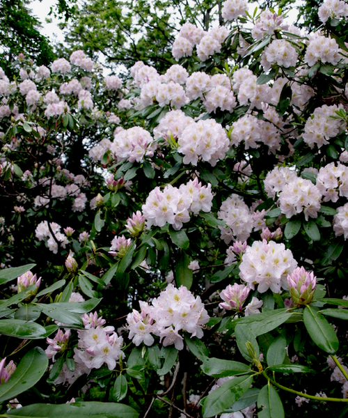 Rhododendron catawbiense – Pépinière Jasmin