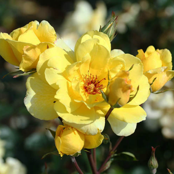 Rosa ‘Golden Showers’ – Pépinière Jasmin