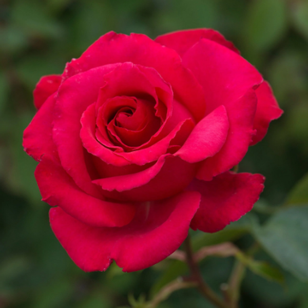 Rosa ‘Dizzy Heights’ – Pépinière Jasmin