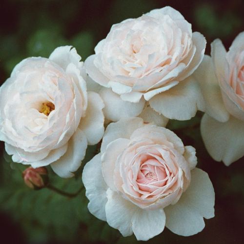 Clematis – Pépinière Jasmin