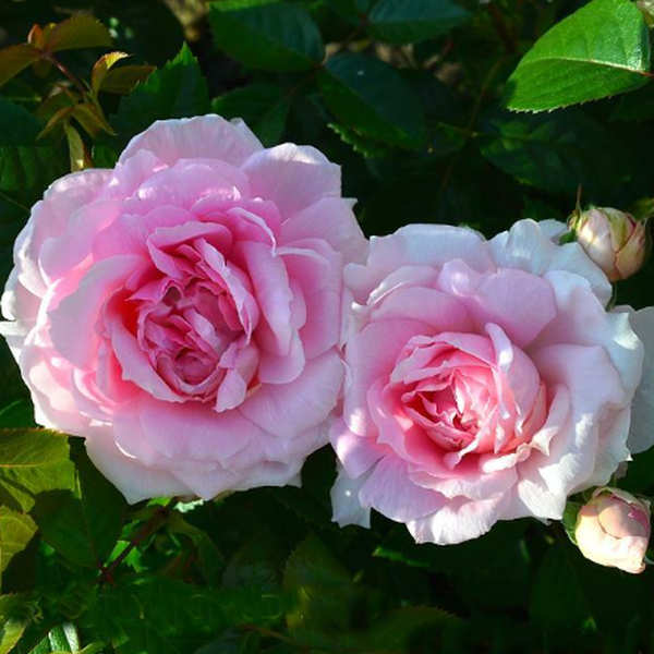 Rosa ‘Lambert Closse’ – Pépinière Jasmin