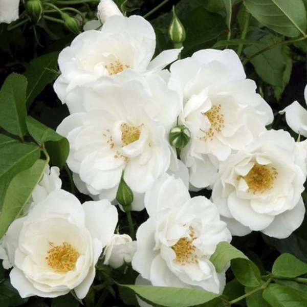 Rosa ‘Morden Snow Beauty’ – Pépinière Jasmin