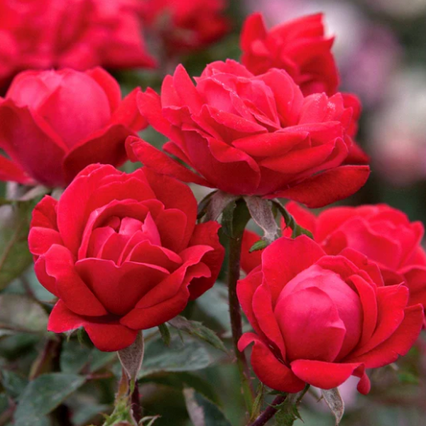Rosa ‘Carefree Spirit’ – Pépinière Jasmin