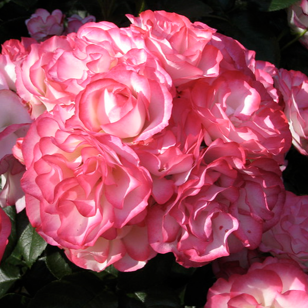 Rosa ‘Tabris’ – Pépinière Jasmin