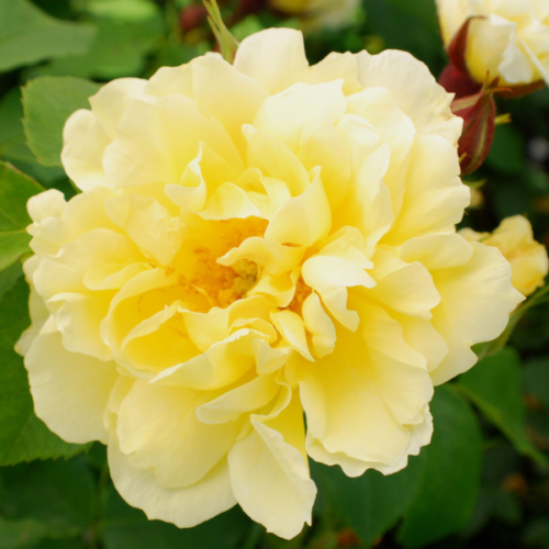 Rosa ‘William Morris’ – Pépinière Jasmin