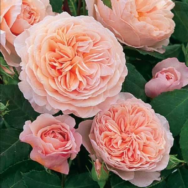 Rosa ‘William Morris’ – Pépinière Jasmin