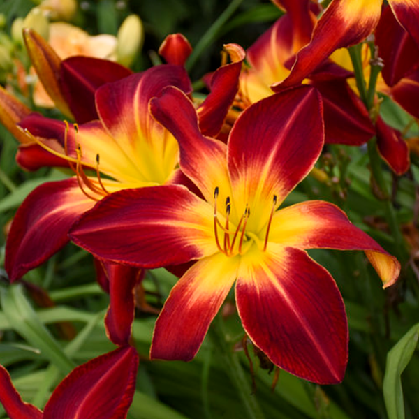 Hemerocallis ‘Ruby Spider’ – Pépinière Jasmin
